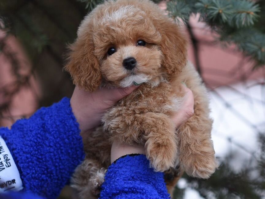 Мальтипу Ф2 Мальчик