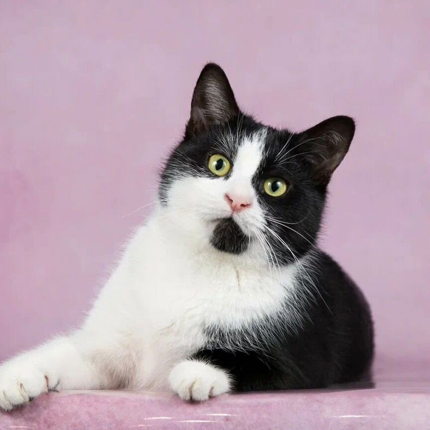 Котик Бундик ищет дом