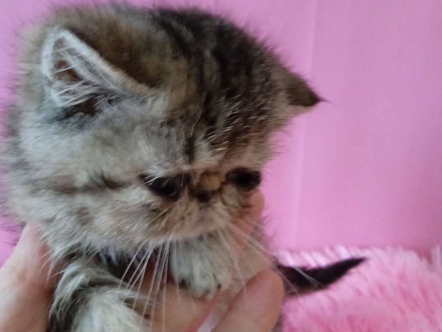 Экзотическая короткошерстная