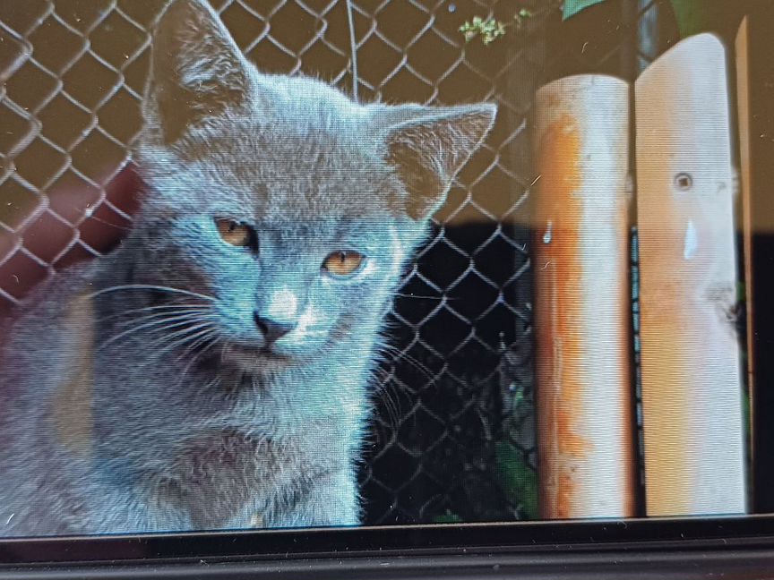 Котята в добрые руки две кошечки и котик