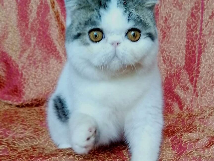 Экзотическая кошечка