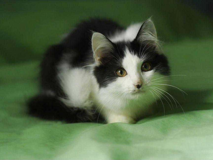 Котенок Нюша в добрые руки