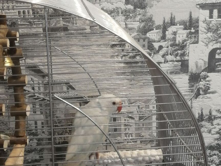 Ожереловый попугай птенец