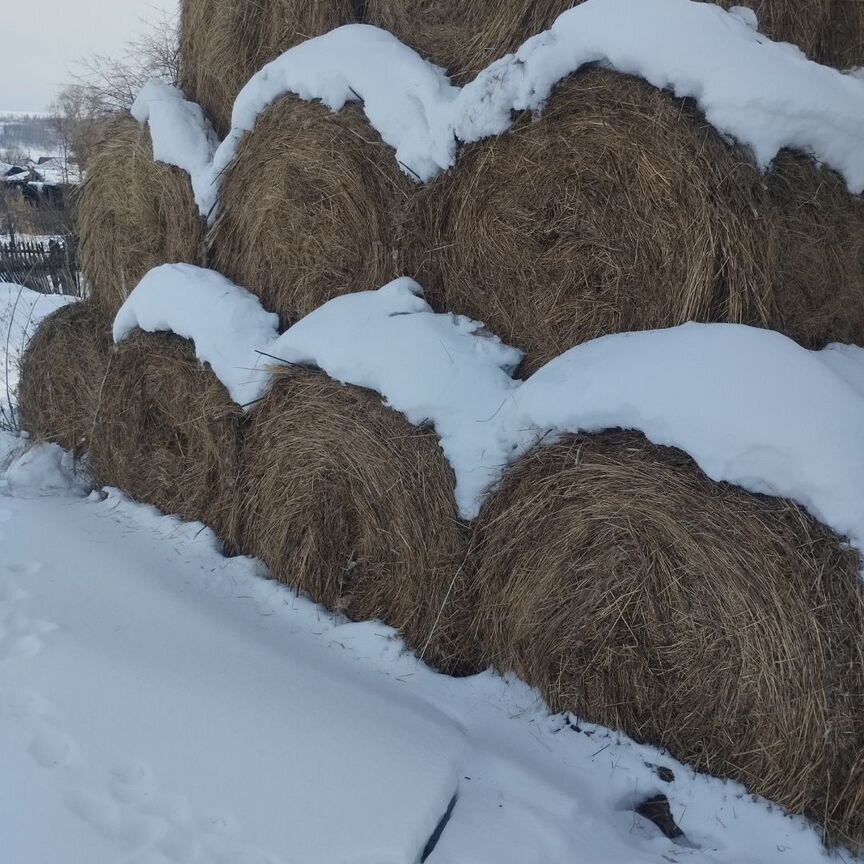 Сено в тюках