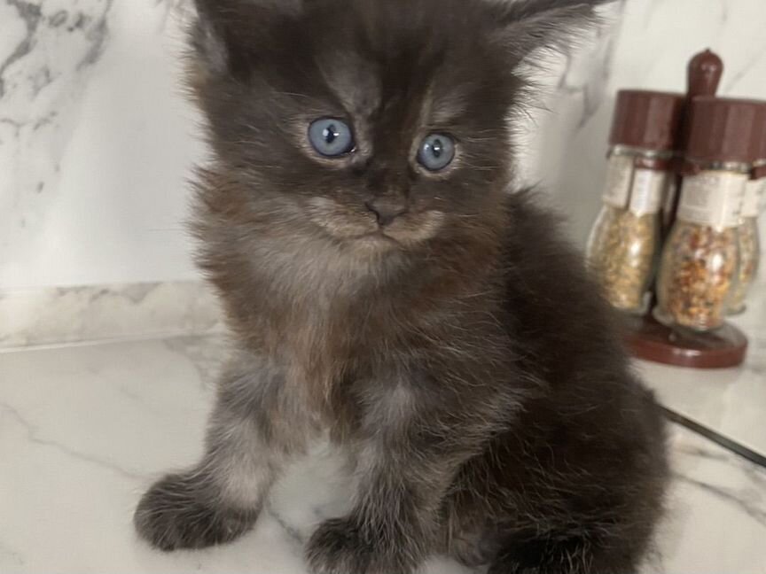 Котята мейн-кун