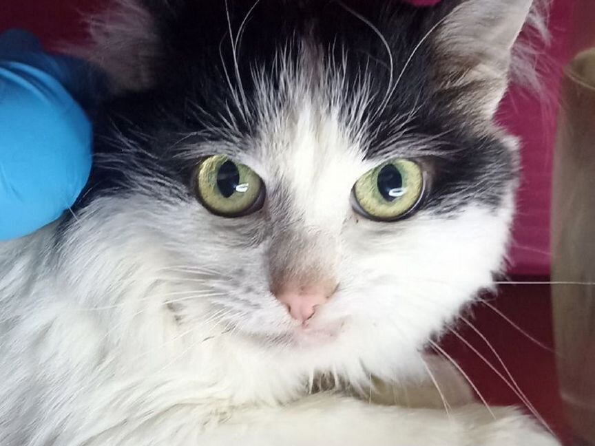 Лейкозница Мася в добрые руки