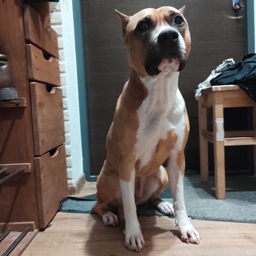 Стаффордширский терьер в добрые руки