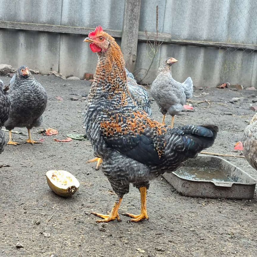 Молодые петушки