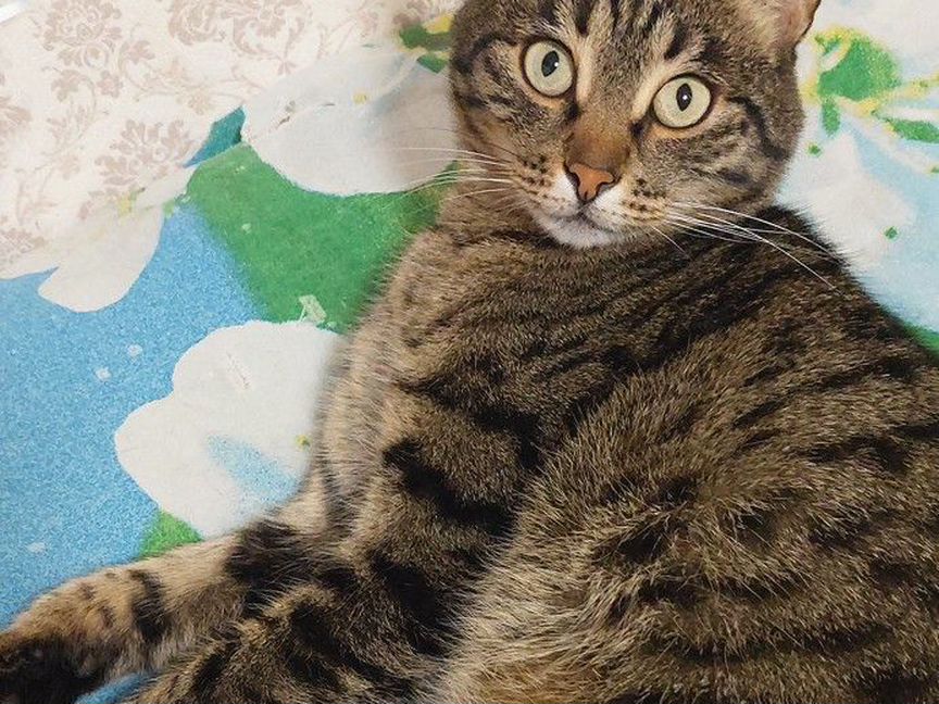 Кот молодой умный ласковый хороший