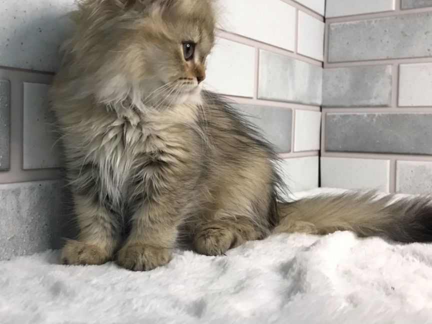 Котенок хайленд шотландская золотая шиншилла