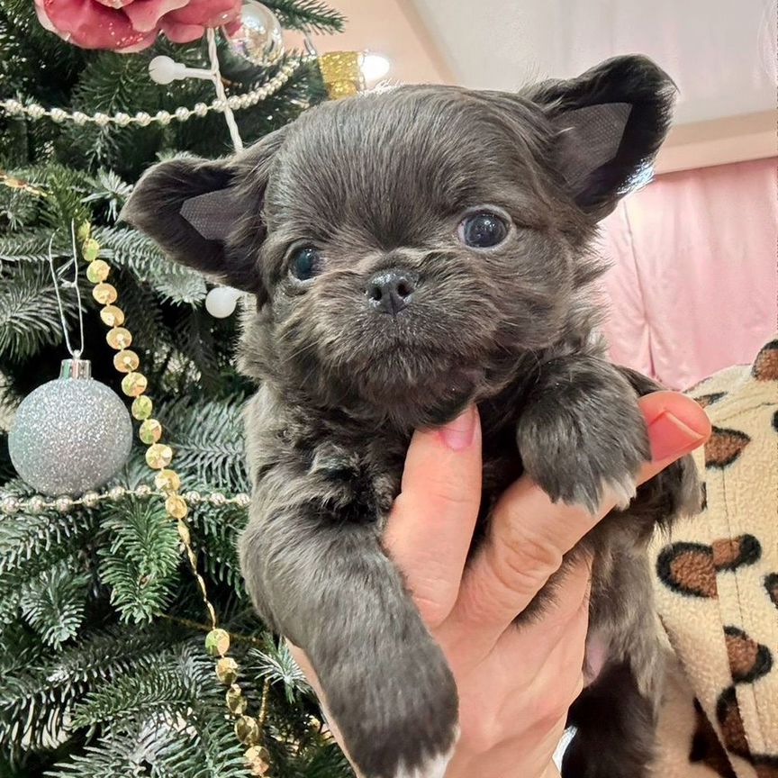 Голубой эксклюзивчик