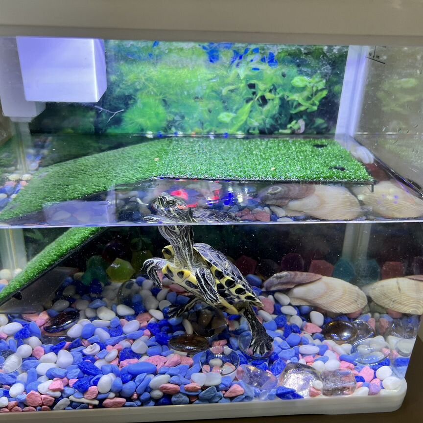 Аквариум с черепахой