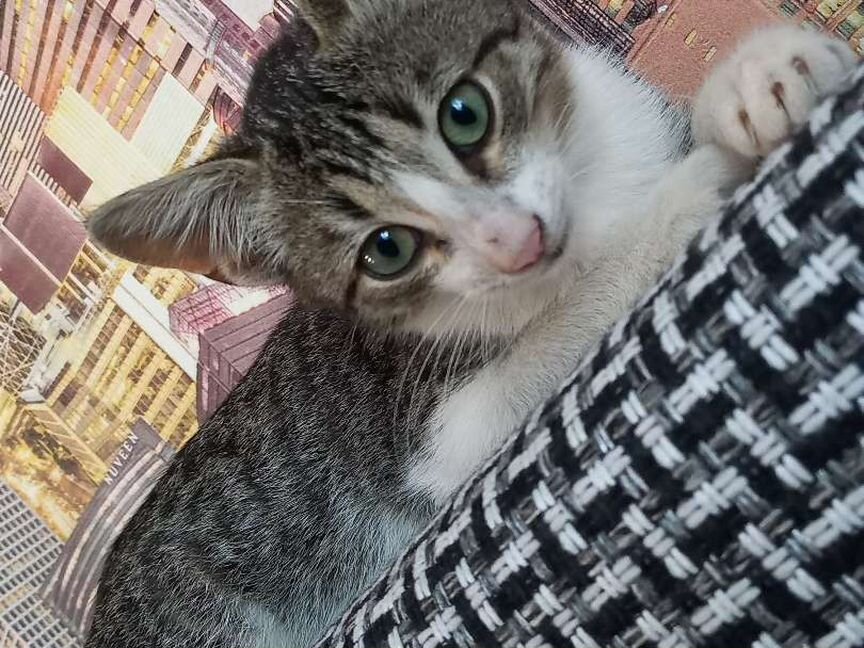 Котенок мальчик бесплатно