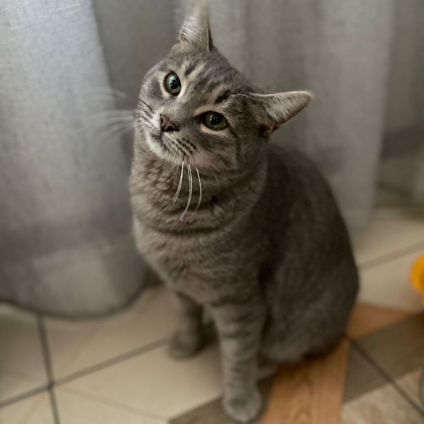 Кошка ищет дом