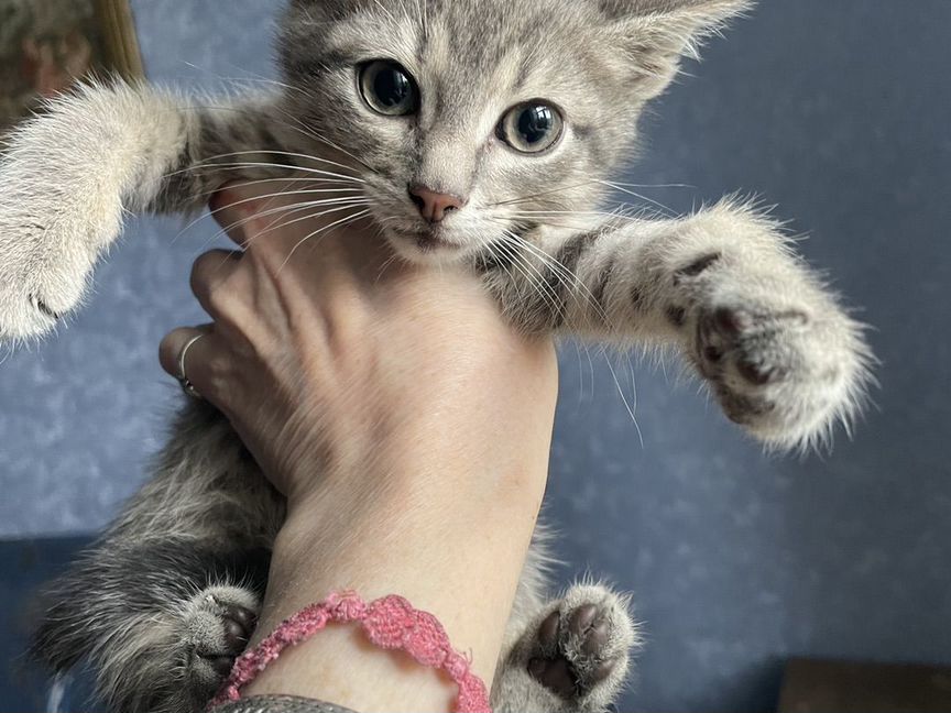 Возьмите котенка