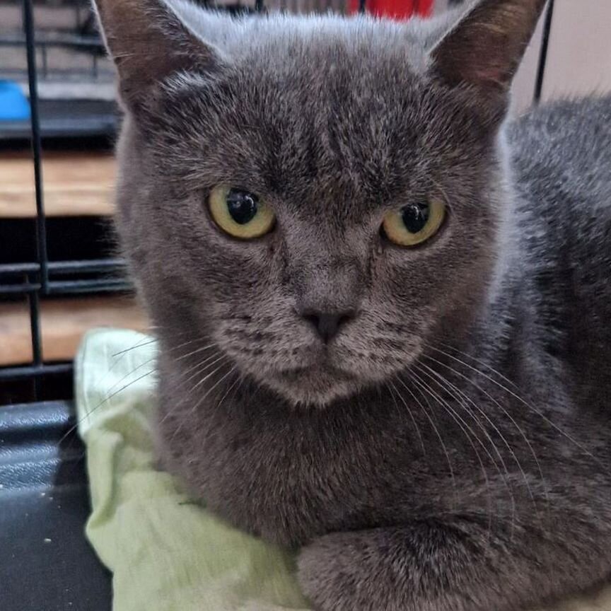 Анабель из зоны сво в добрые руки