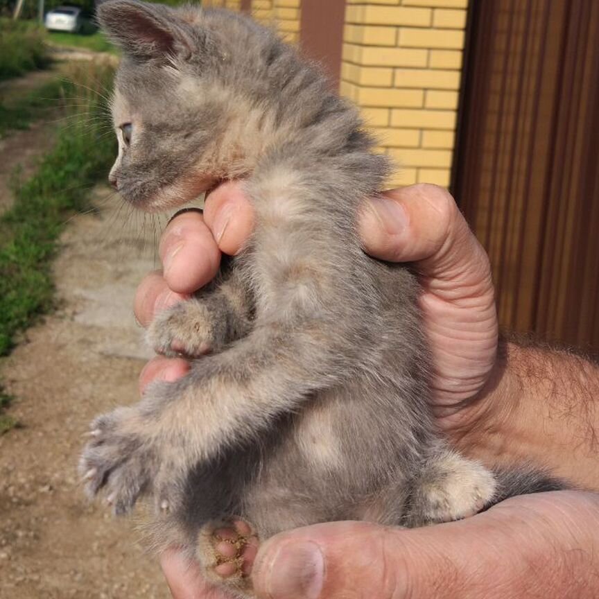 Котята в добрые руки бесплатно