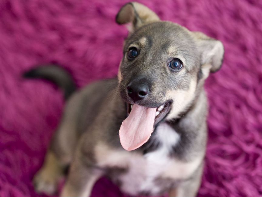 Симпатичный щенок в дар