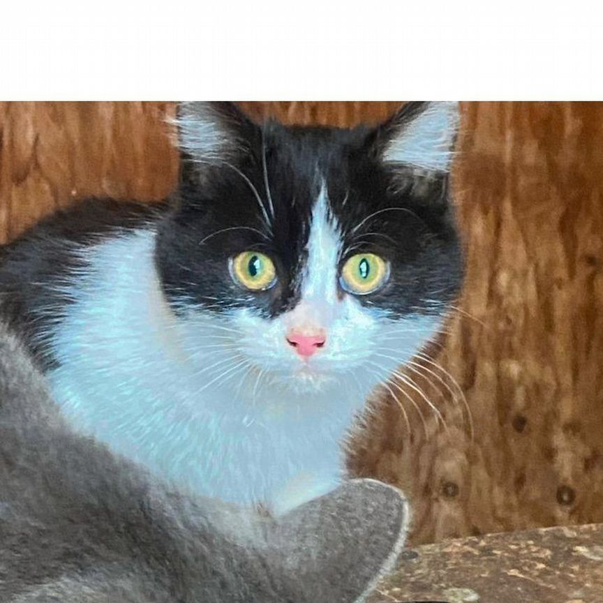 Котенок в заброшеном доме