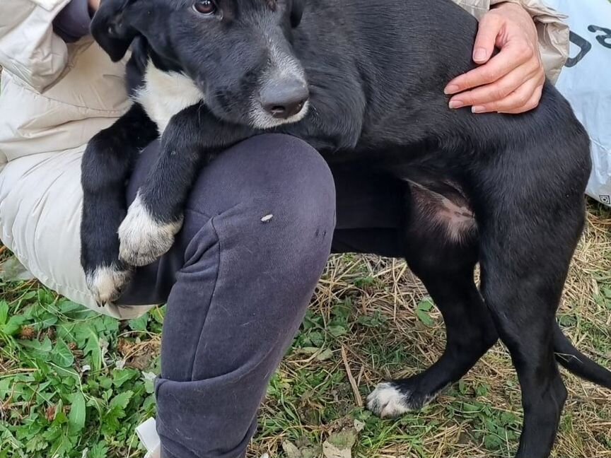 Собака в добрые руки