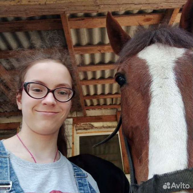 Продам лошадь