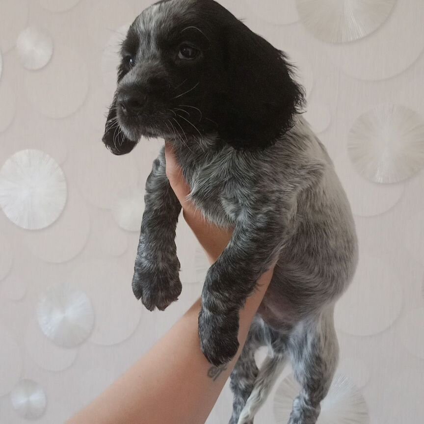 Русская спаниель