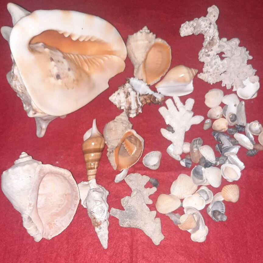 Ракушки для аквариума