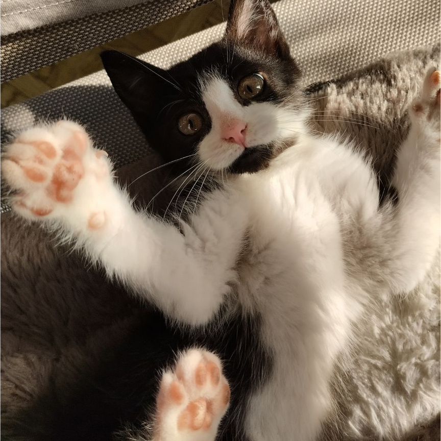 Котенок в дар девочка 1,5 мес