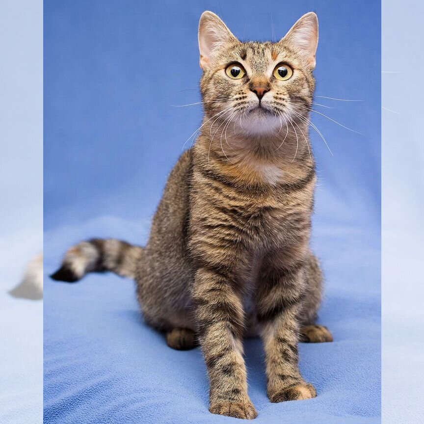 Европейская короткошёрстная кошка, взрослая