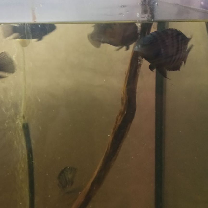 Аквариумные рыбки