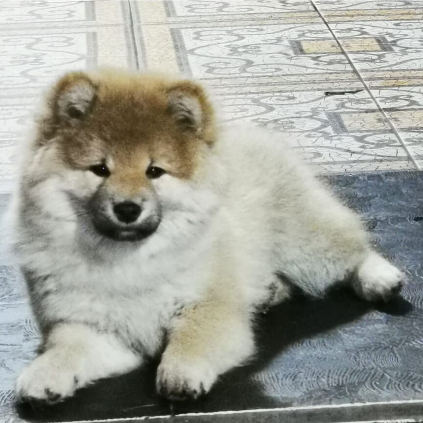 Шиба сиба ину флаффи