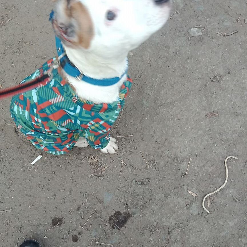 Щенок Стаффаширский терьер девочка