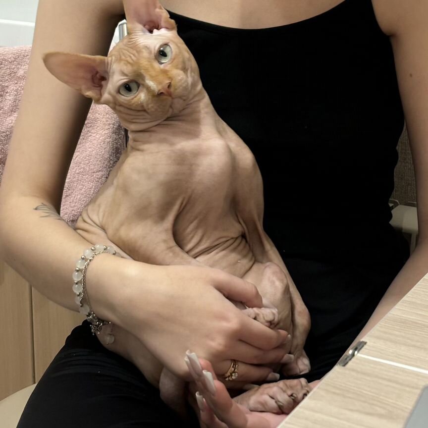 Ищу кошку породы Канадский сфинкс, на вязку