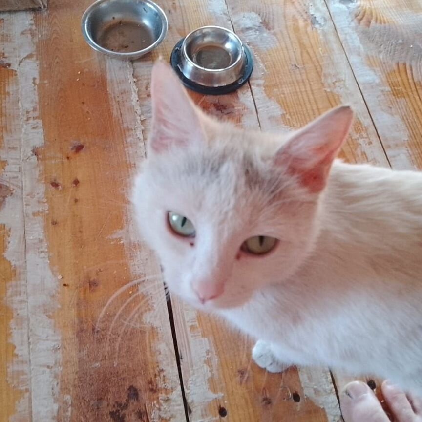 Кошечка с котёнком