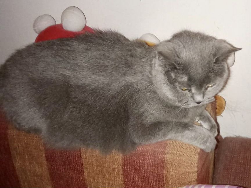 Британская кошка пойдет на улицу