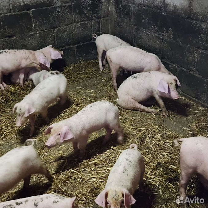 Поросенок ландрас