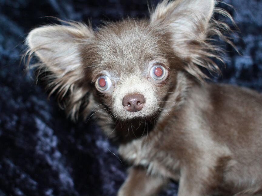 Лиловый мальчик и девочка