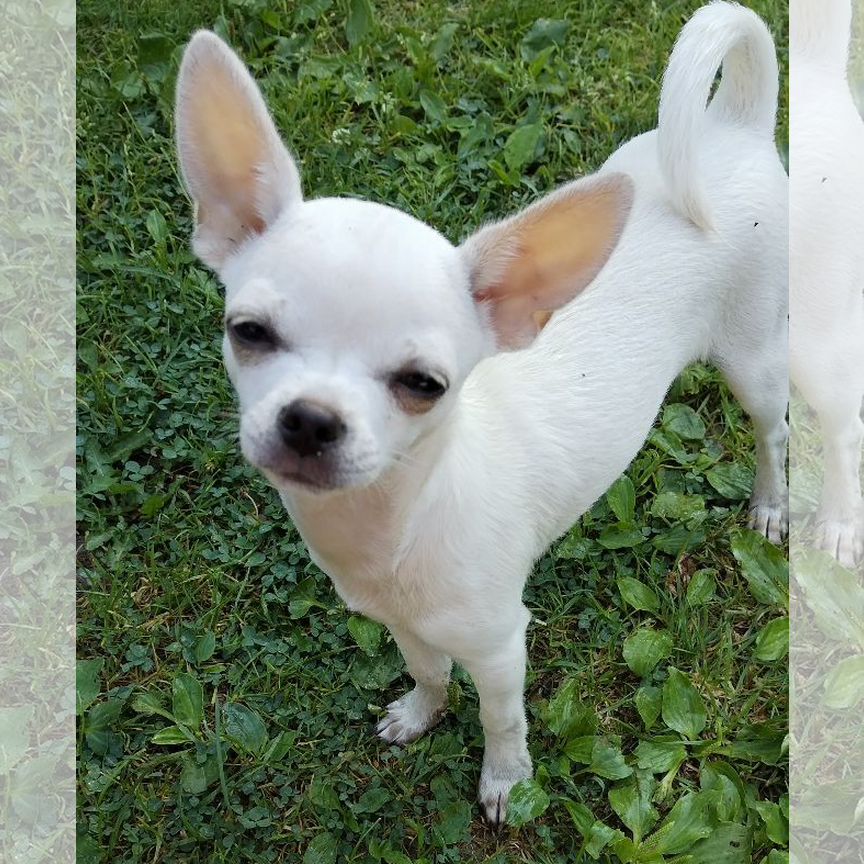 Щенки чихуахуа