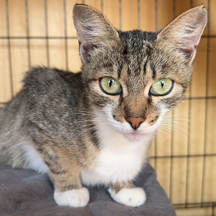 Кошка в добрые руки