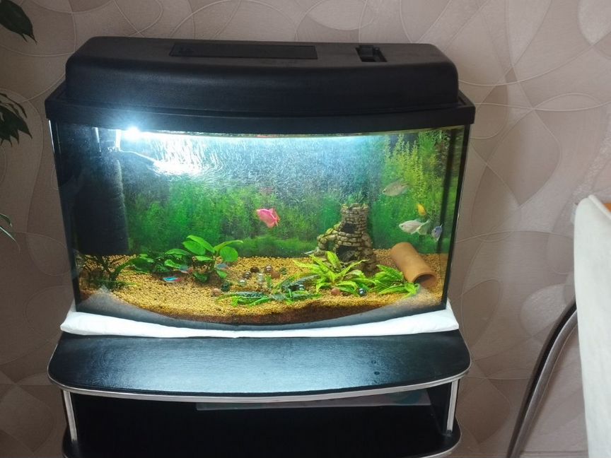 Аквариум понарамный под ключ на 50 л