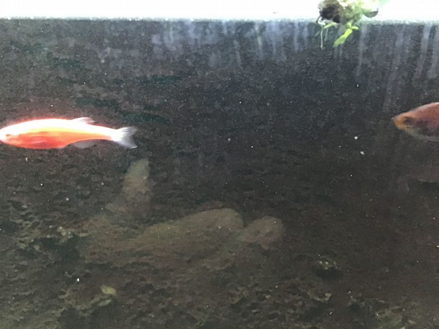 Аквариумные рыбки отдам бесплатно