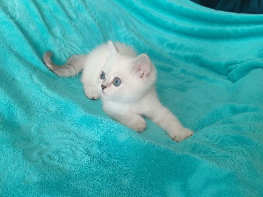 Ласковые лапки)