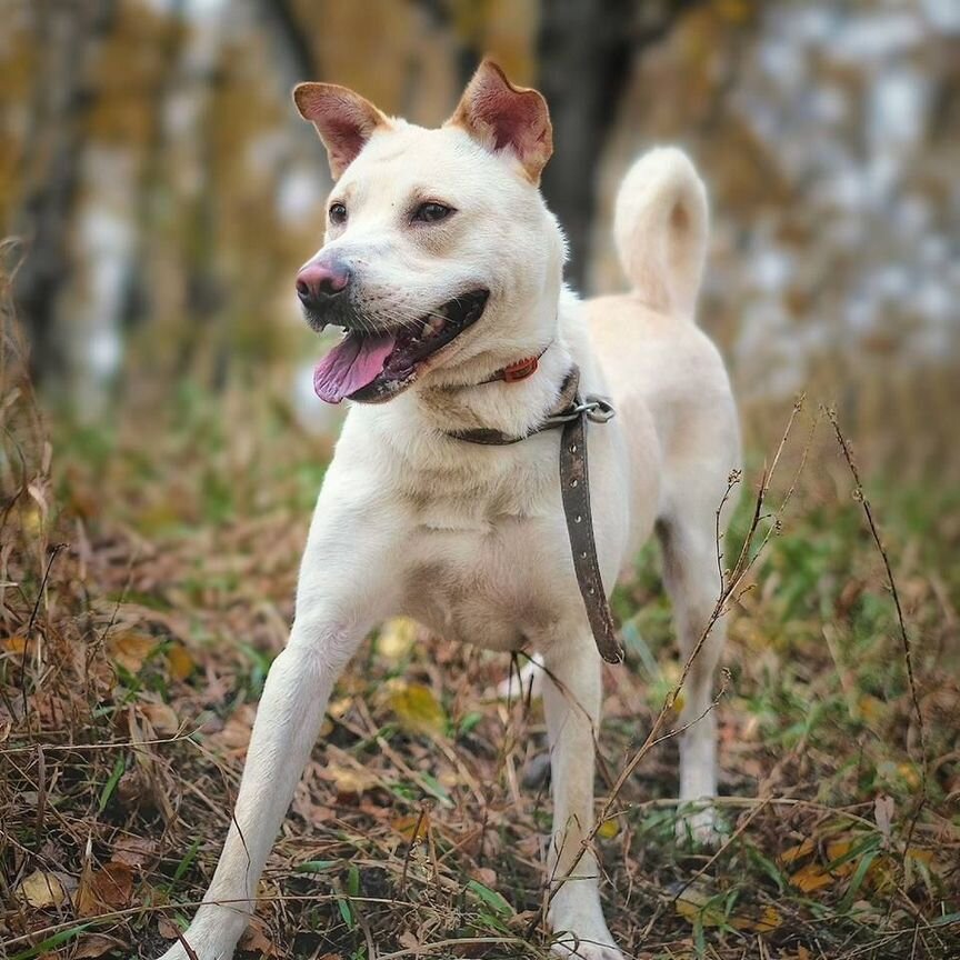 Собака из приюта