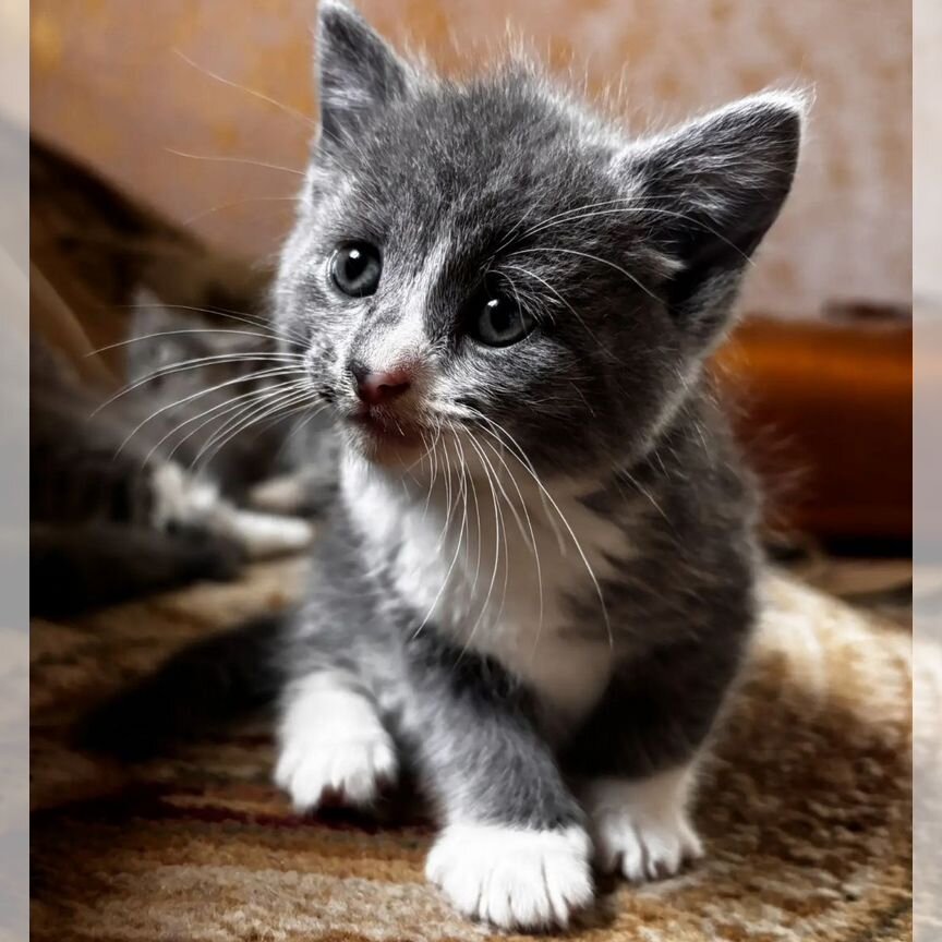 Котёнок в добрые руки
