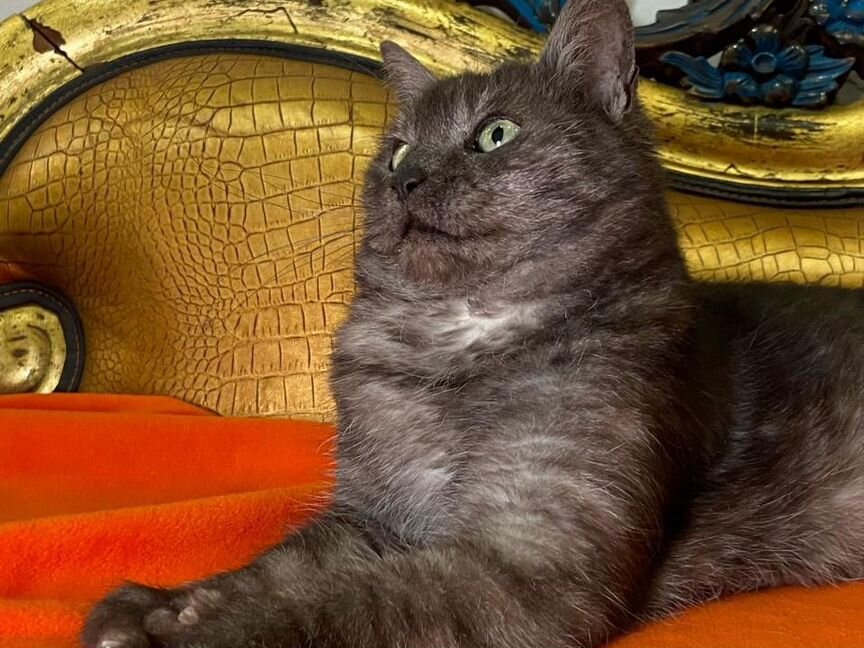 Кошка в добрые руки