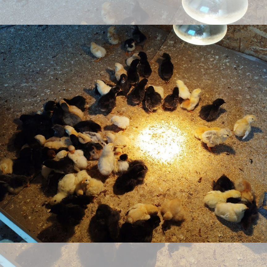 Цыплята 7 дней