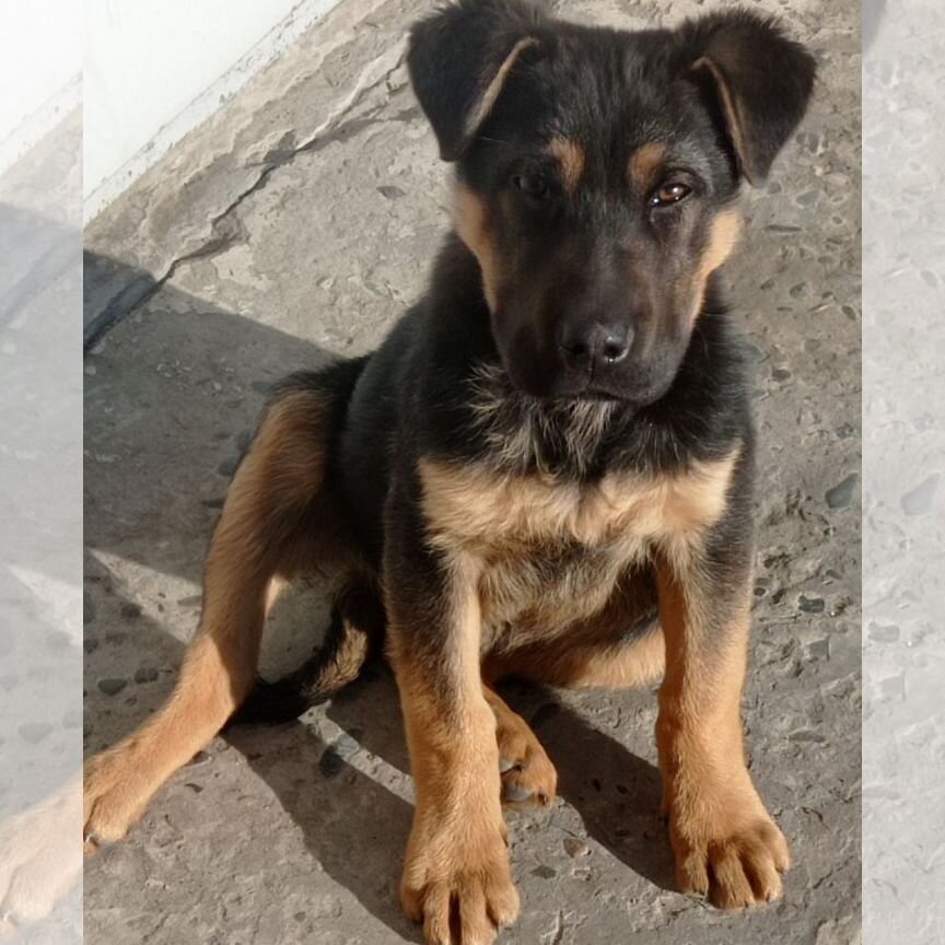 Щенок в добрые руки