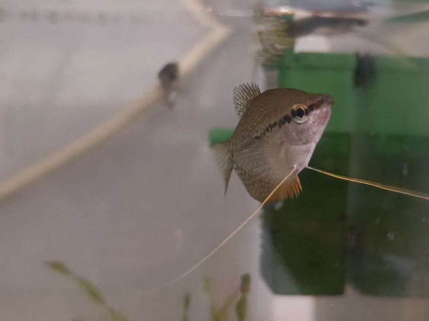 Гурами жемчужный