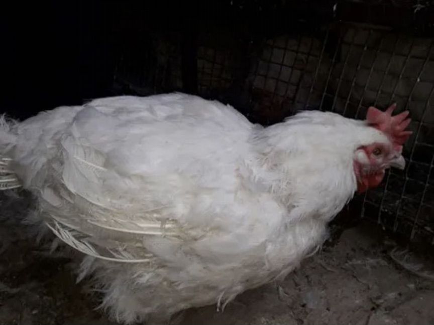 Бройлеры маточники 10 мес