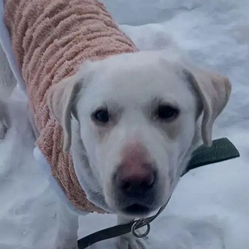 Лабрадор-ретривер, взрослая собака